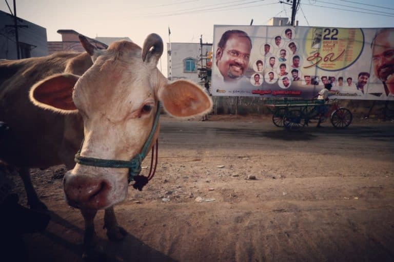 Do People Eat Beef in India? A Traveler's Firsthand Perspective ...