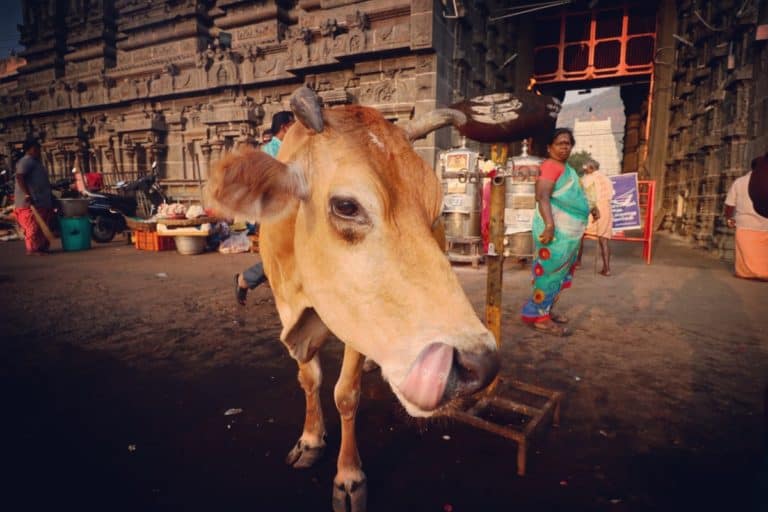 Do People Eat Beef in India? A Traveler's Firsthand Perspective ...