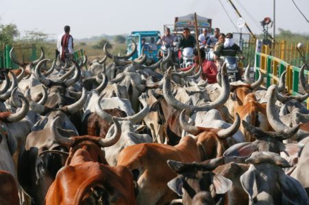 Do People Eat Beef in India? A Traveler's Firsthand Perspective ...